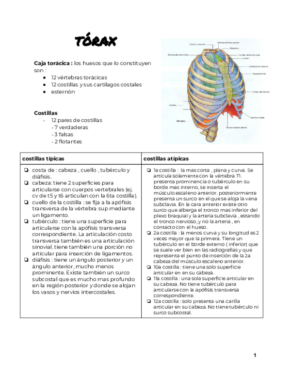 (PDF) Anatomia TORAX