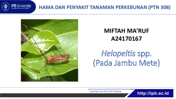 (PDF) Hama Kepik Penghisap (Helopeltis spp.) Pada Jambu Mete