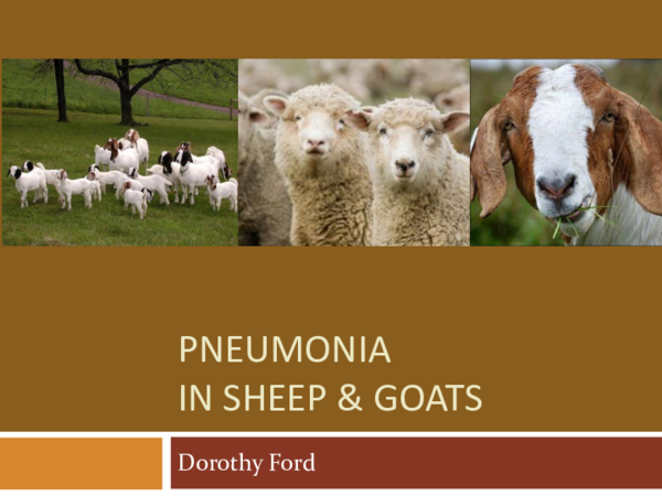 (PDF) PNEUMONIA IN SHEEP & GOATS