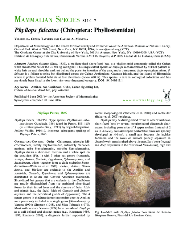 (PDF) Phyllops falcatus (Chiroptera: Phyllostomidae)