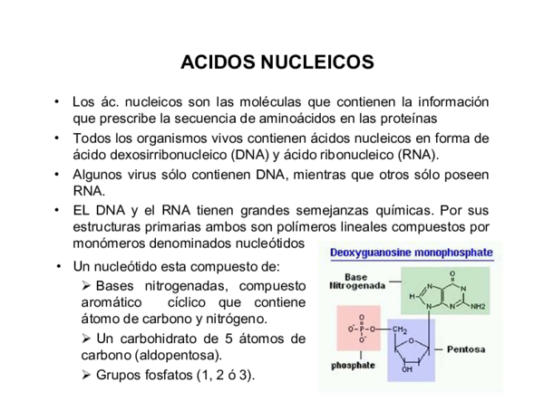 (PDF) ACIDOS NUCLEICOS | HIROSHI MARTIN GIL MONZON - Academia.edu