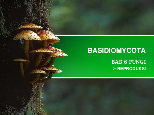 (PPT) BASIDIOMYCOTA | MELISA UVICTORIA - Academia.edu