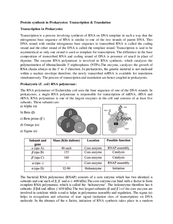 (PDF) Protein synthesis in Prokaryotes: Transcription & Translation ...
