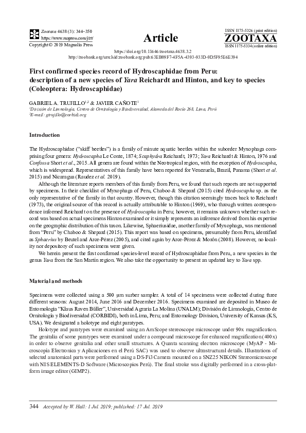 (PDF) First confirmed species record of Hydroscaphidae from Peru ...