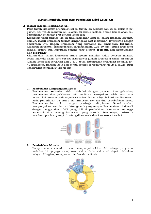 (PDF) Materi Pembelajaran BAB Pembelahan Sel Kelas XII