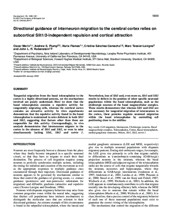 (PDF) Directional guidance of interneuron migration to the cerebral ...