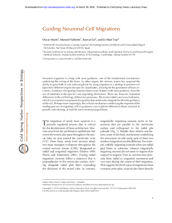 (PDF) Guiding neuronal cell migrations