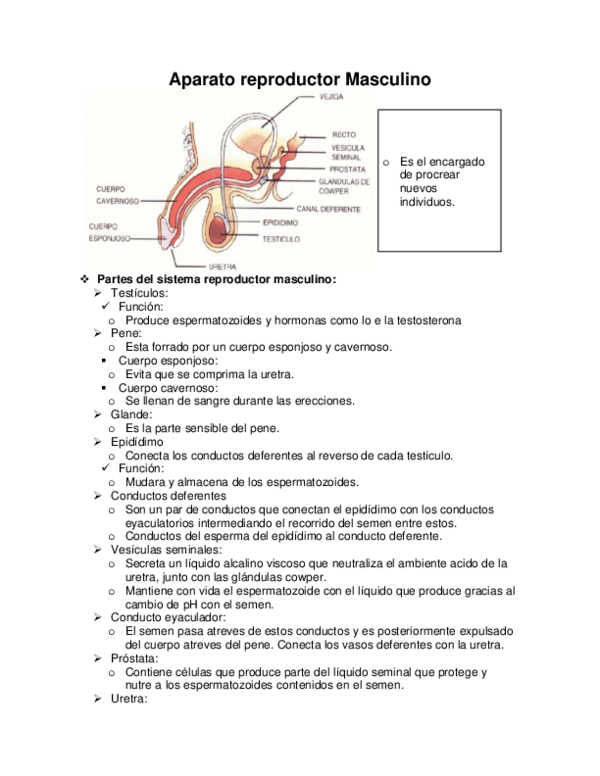 (PDF) Aparato reproductor Masculino - Male reproductive system