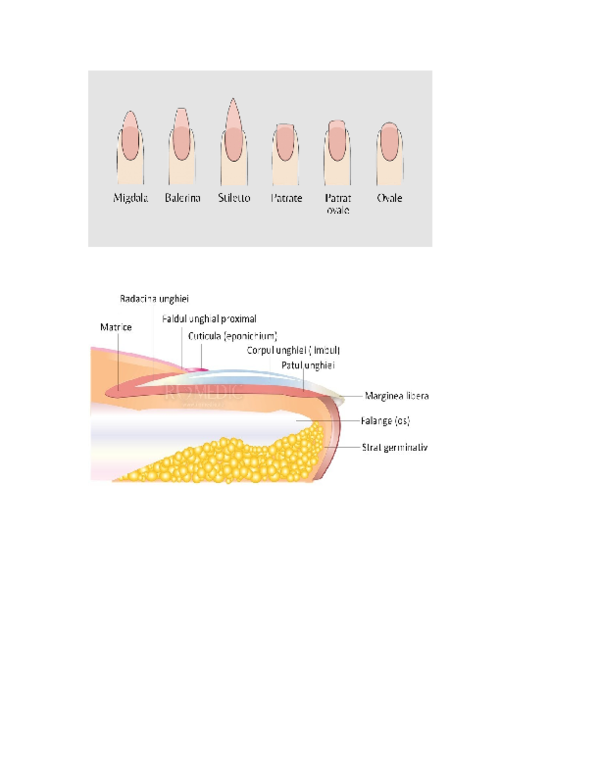 (PDF) Anatomia unghiei
