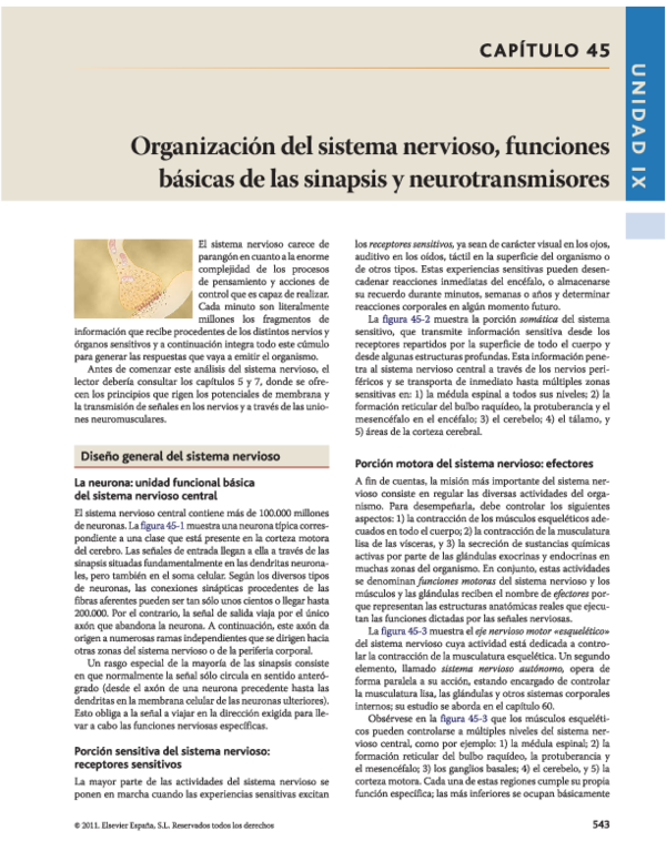 (PDF) FUNCIONES BASICAS Y SINAPSIS