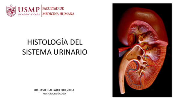 (PDF) HISTOLOGÍA DEL SISTEMA URINARIO