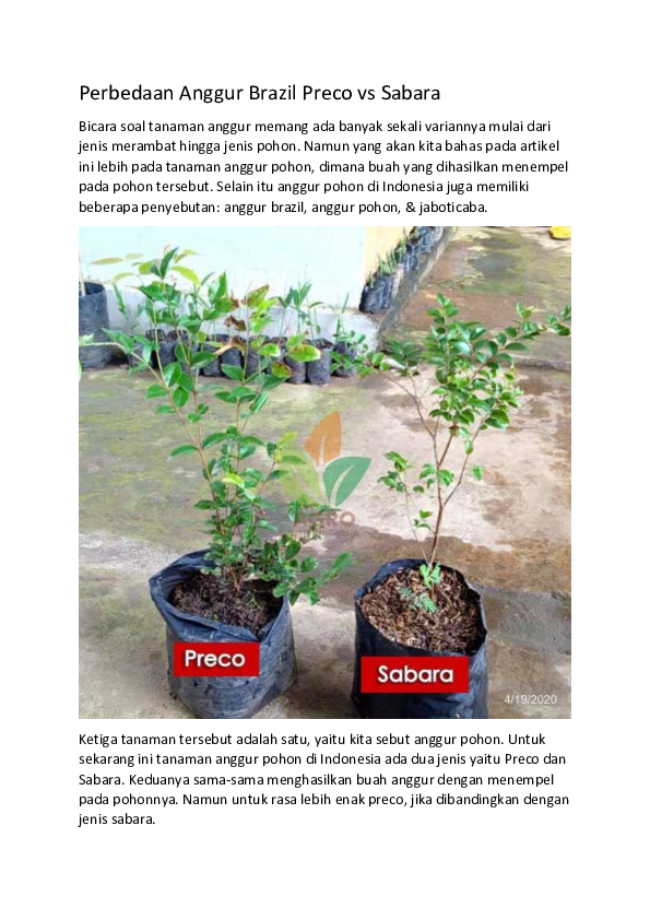 (PDF) Perbedaan Anggur Brazil Preco vs Sabara