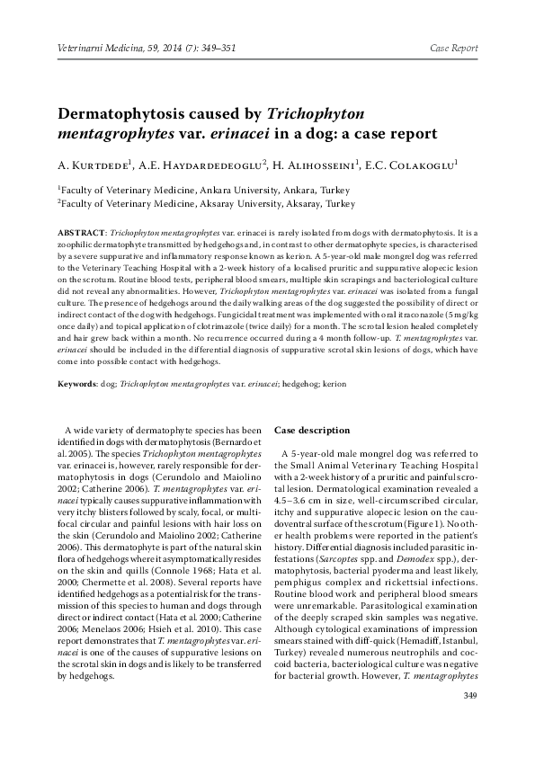 (PDF) Dermatophytosis caused by Trichophyton mentagrophytes var ...