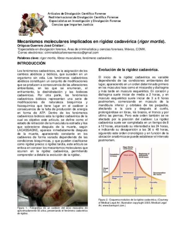 (PDF) Mecanismos moleculares implicados en rigidez cadavérica (rigor mortis)