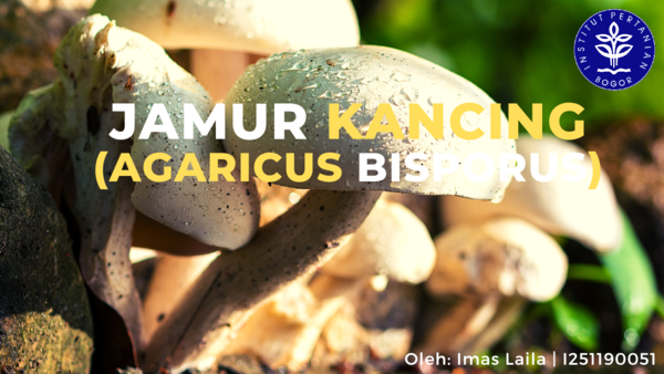 (PDF) JAMUR KANCING (AGARICUS BISPORUS)