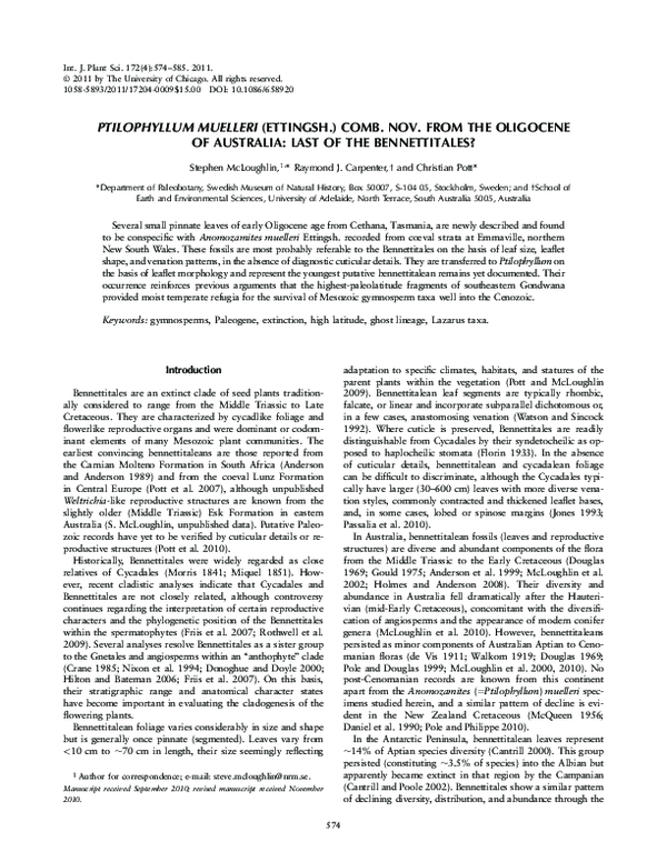 (PDF) Ptilophyllum muelleri (Ettingsh.) comb. nov. from the Oligocene ...