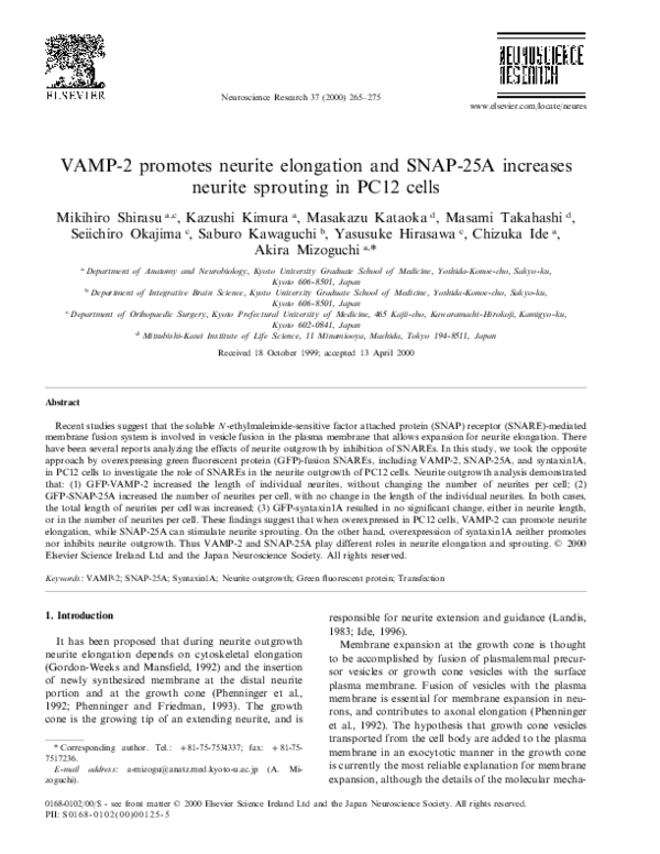 VAMP-2 promotes neurite elongation and SNAP-25A increases neurite ...