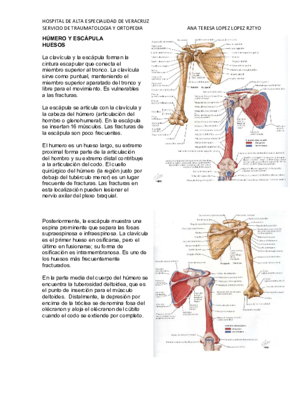 (DOC) HÚMERO Y ESCÁPULA
