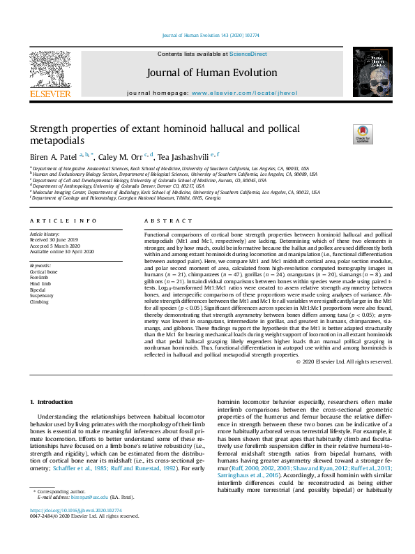 (PDF) Strength properties of extant hominoid hallucal and pollical ...