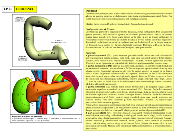 (PDF) DUODENUL Duodenul | Ithink Iamalien - Academia.edu
