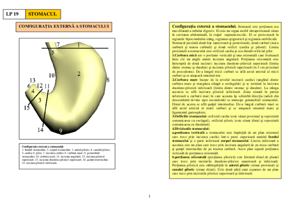 (PDF) STOMACUL anatomie material
