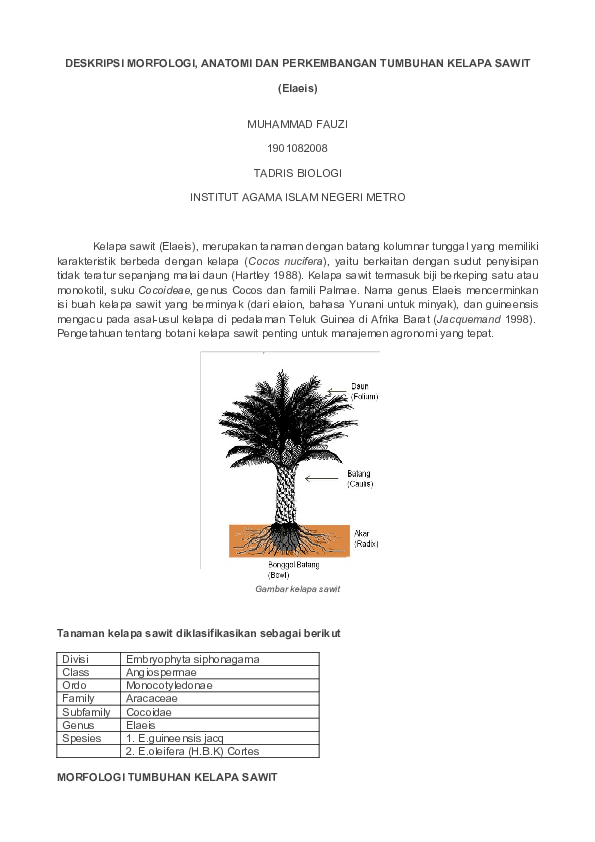 (DOC) MORFOLOGI, ANATOMI, DAN PERKEMBANGAN TUMBUHAN KELAPA SAWIT