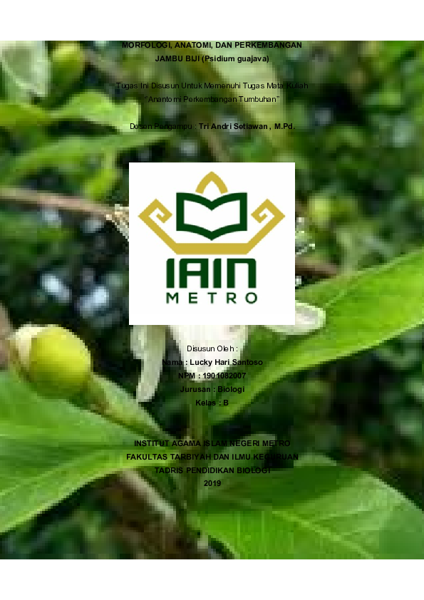 (DOC) Morfologi anatomi perkembangan tanaman jambu biji, lucky hs