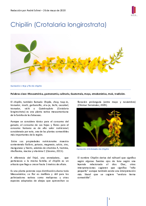 (PDF) Chipilín (Crotalaria longirostrata)