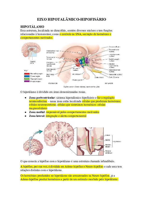 (DOC) EIXO HIPOTALÂMICO-HIPOFISÁRIO