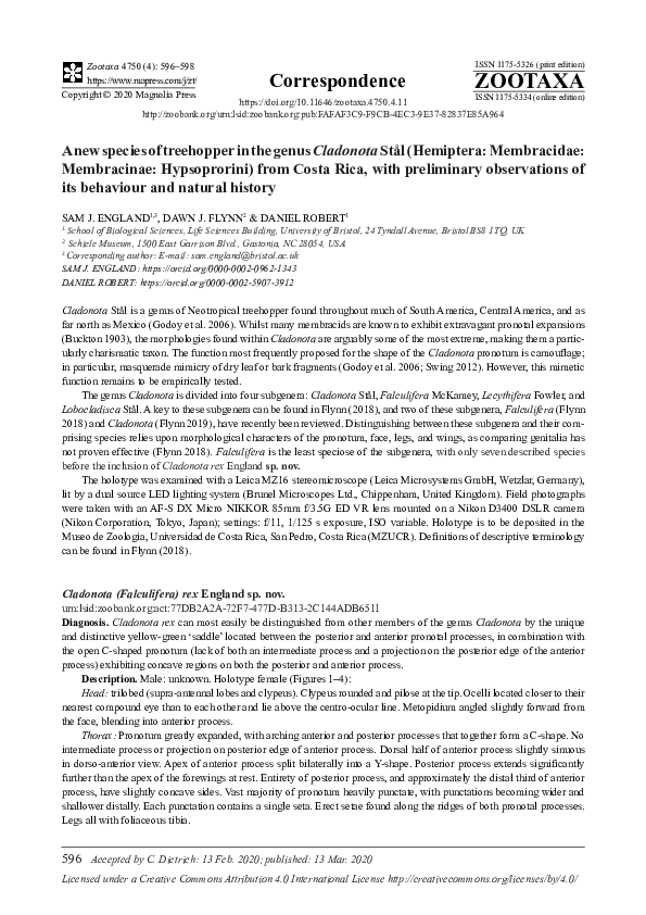 (PDF) A new species of treehopper in the genus Cladonota Stål ...