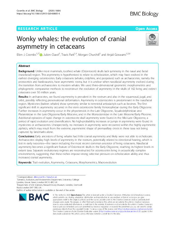 (PDF) Wonky whales: the evolution of cranial asymmetry in cetaceans