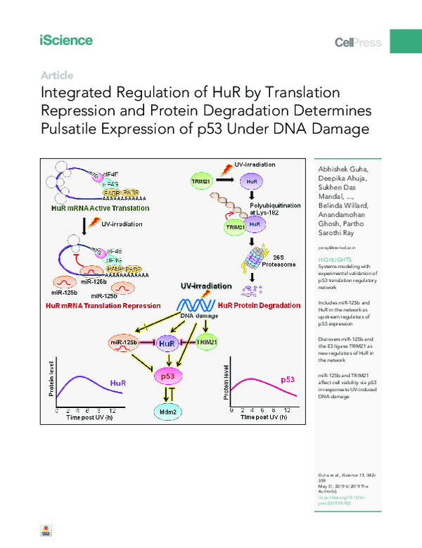(PDF) Integrated Regulation of HuR by Translation Repression and ...