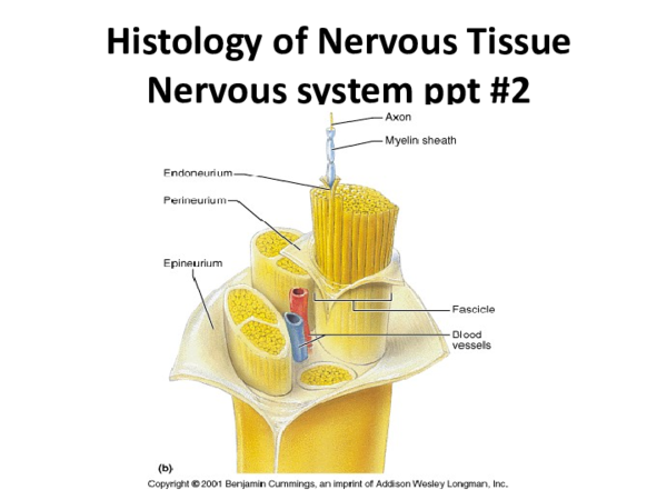 (PPT) Histology of Nervous Tissue ppt