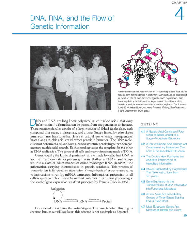 (PDF) DNA, RNA, and the Flow of Genetic Information 4