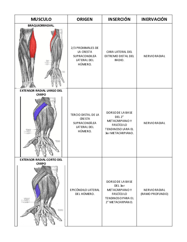 (DOC) MUSCULO ORIGEN INSERCIÓN INERVACIÓN