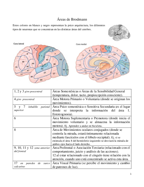 (PDF) Áreas de Brodmann
