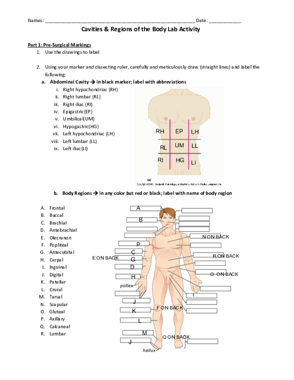 (PDF) Cavities & Regions of the Body Lab Activity Part 1: Pre-Surgical ...