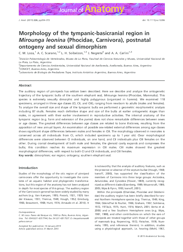 Morphology of the tympanic-basicranial region in Mirounga leonina ...