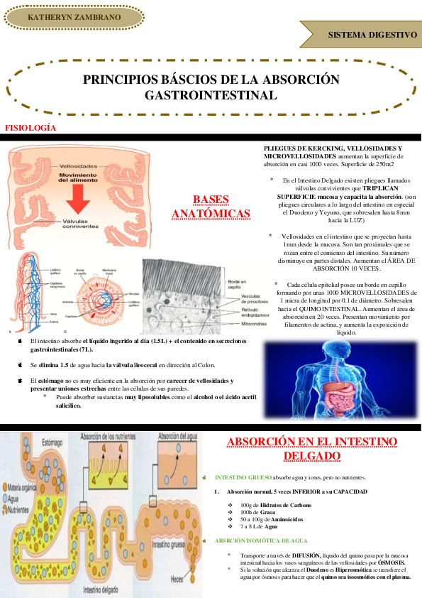 (PDF) PRINCIPIOS BÁSICOS DE LA ABSORCIÓN GASTROINTESTINAL - FISIOLOGÍA ...