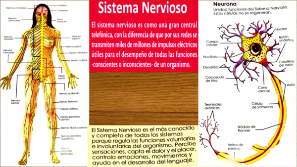 (PDF) Sist Nerv Sentidos (1)