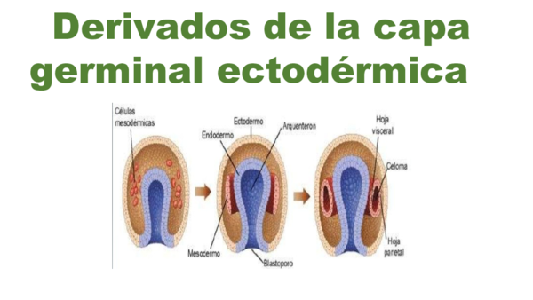 (PPT) Derivados del ectodermo