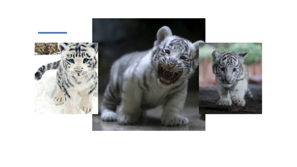 (PPT) Mis animales | Estefania Ospina - Academia.edu