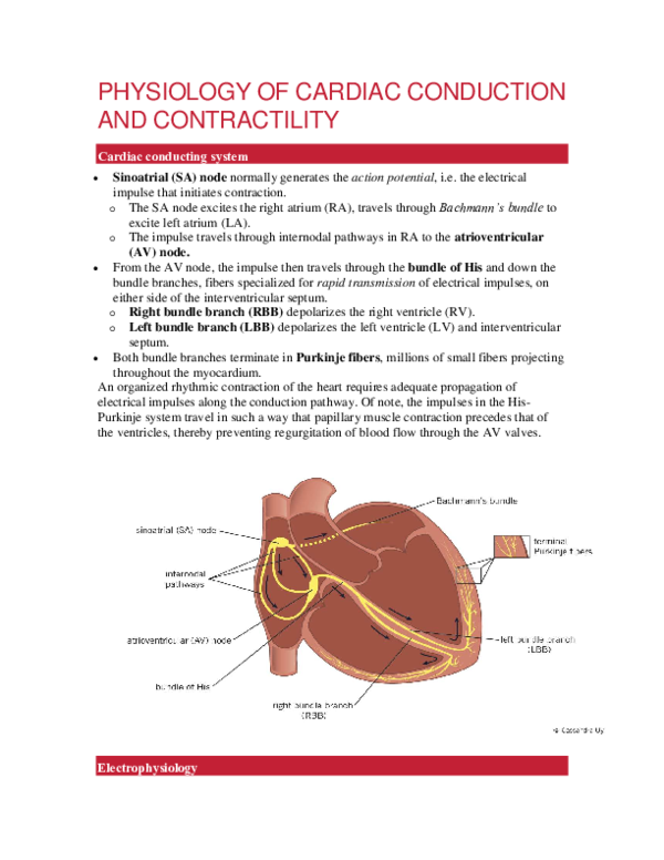 (PDF) PHYSIOLOGY OF CARDIAC CONDUCTION AND CONTRACTILITY