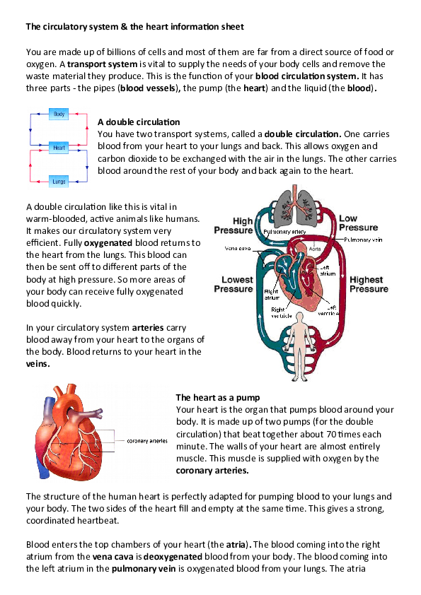 (DOC) The circulatory system & the heart information sheet
