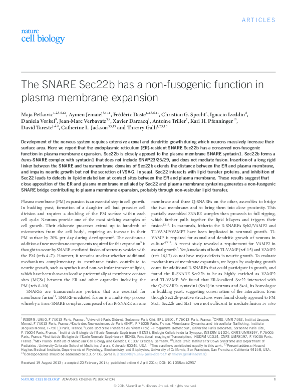 (PDF) Sec22b's Role in Plasma Membrane Expansion