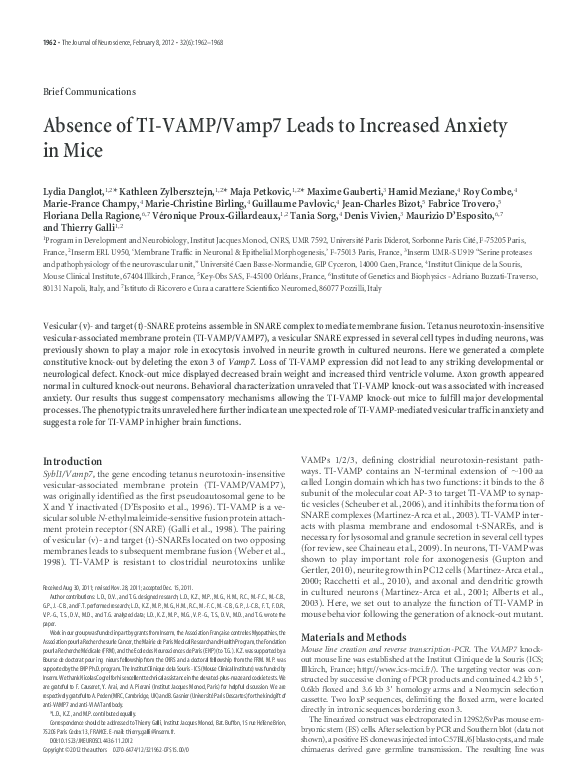 (PDF) Brief Communications Absence of TI-VAMP/Vamp7 Leads to Increased ...