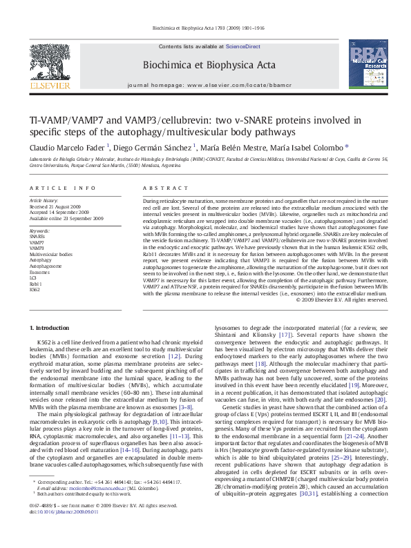 (PDF) TI-VAMP/VAMP7 and VAMP3/cellubrevin: two v-SNARE proteins ...