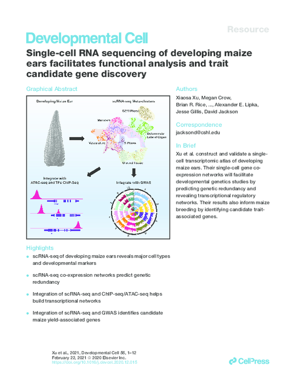 (PDF) Maize single cell