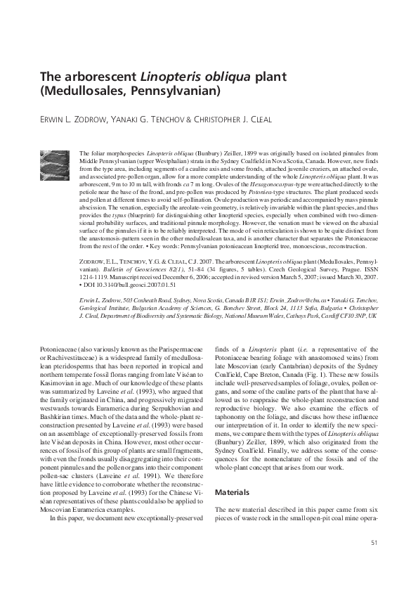 (PDF) The arborescent Linopteris obliqua plant (Medullosales ...