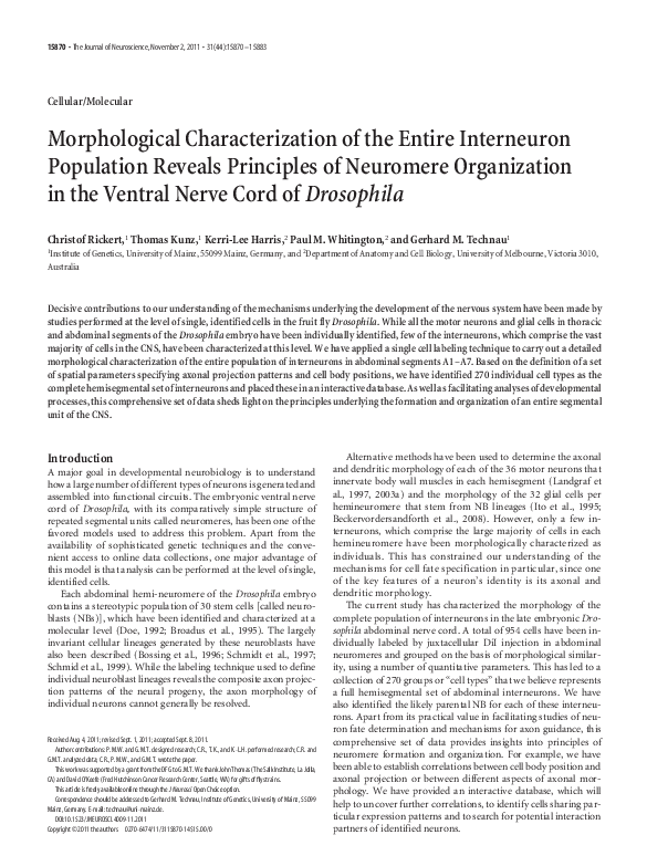 (PDF) Morphological Characterization of the Entire Interneuron ...